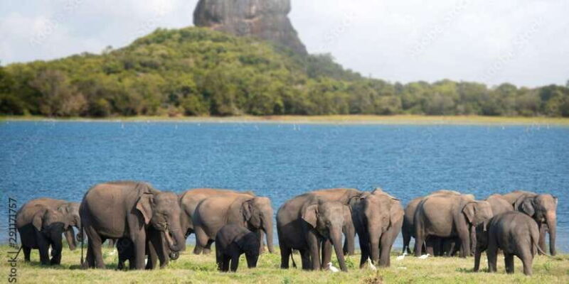 Colombo/Negombo: Sigiriya, Dambulla Cave, & Safari Day Tour - A Detailed Look at the Tour