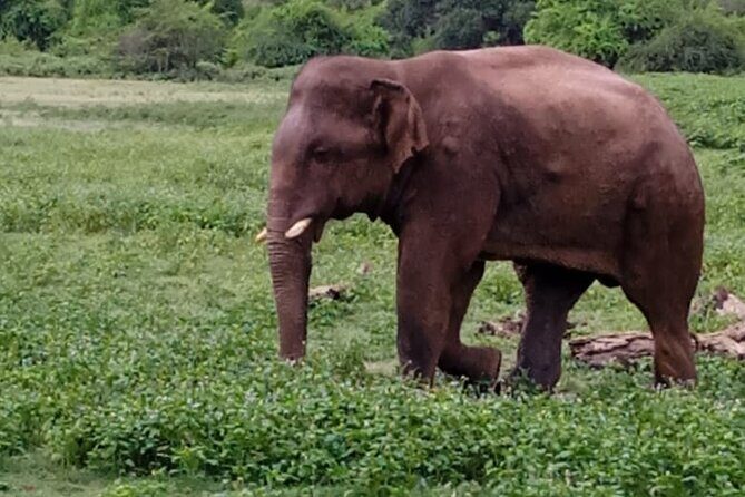 Colombo , Negombo to Trincomalee Transfer and Safari - Who Should Consider This Tour?