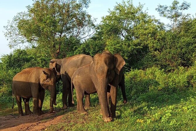 Colombo Private Airport Transfer - The Experience in Detail