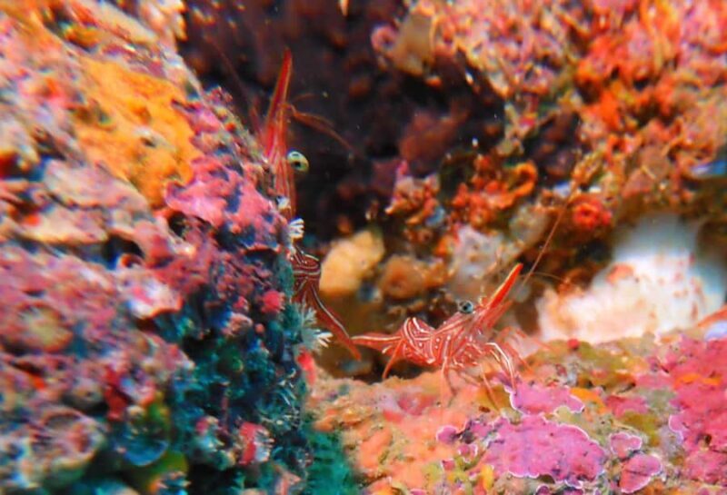 Colombo: Shipwreck Diving Experience within the city - Key Points