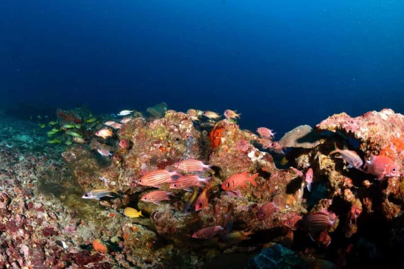 Colombo: Shipwreck Diving Experience within the city - What Makes This Diving Experience Special?