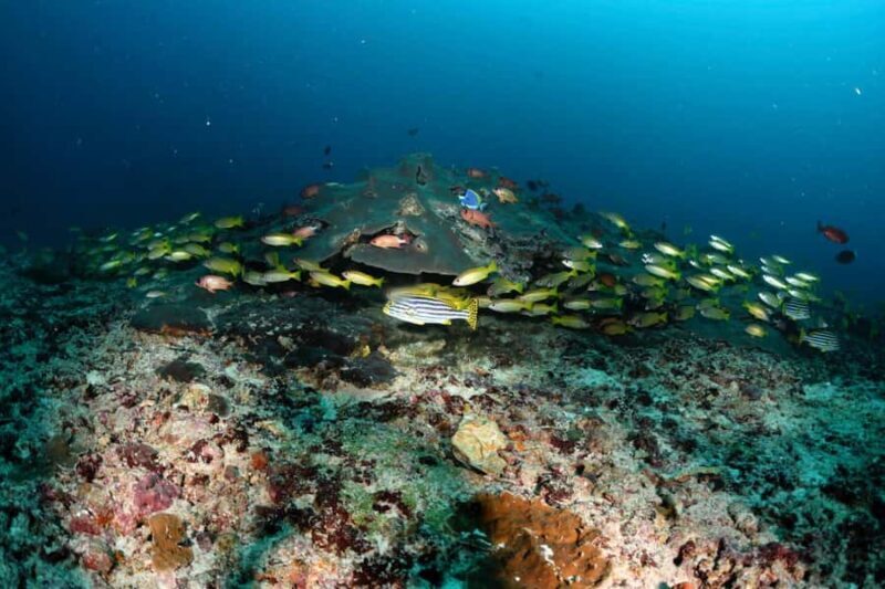 Colombo: Shipwreck Diving Experience within the city - The Sum Up