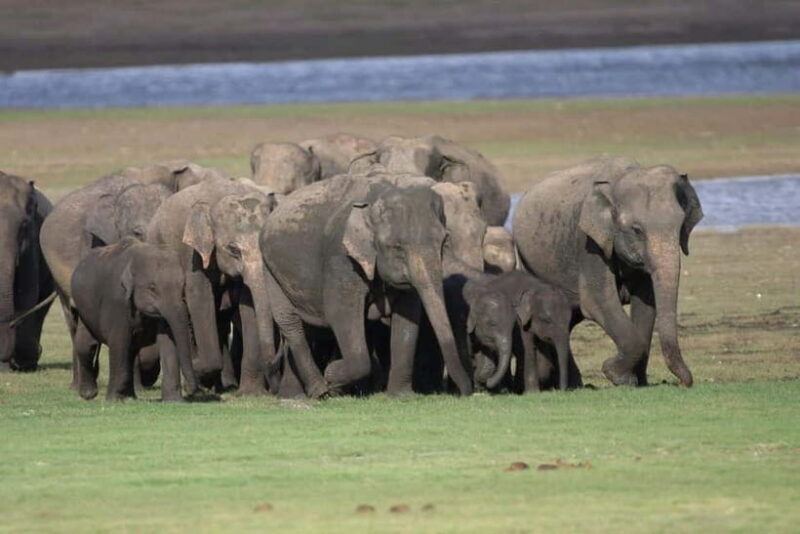 Colombo: Sigiriya, Dambulla Caves, & Wildlife Day Tour - Final Thoughts