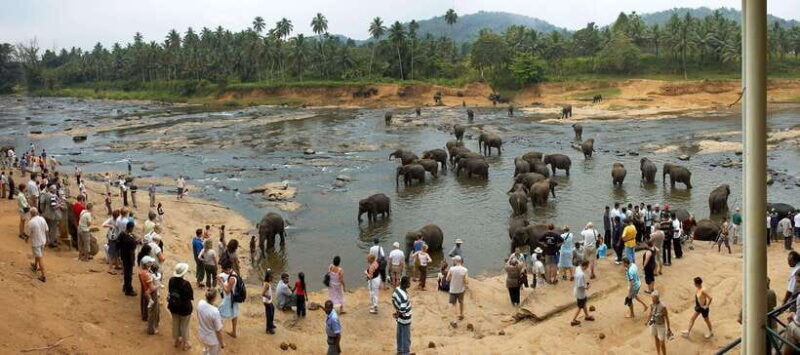 Colombo to Kandy, Pinnawela and Tea Factory Day Tour - Access and Practicalities