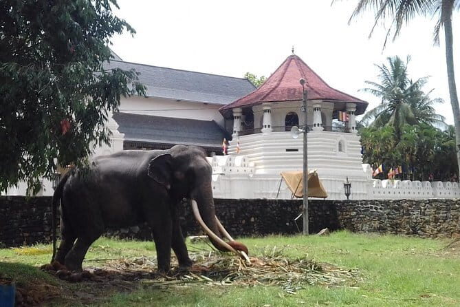 Colombo to Kandy Private Day Tour - An Honest Look at the Colombo to Kandy Private Day Tour