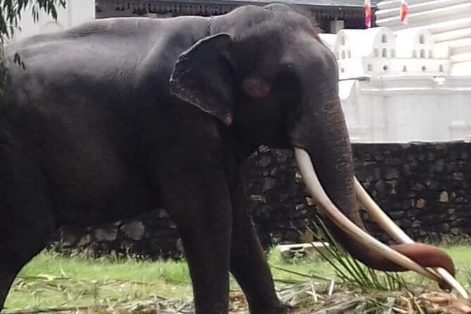 Colombo to Kandy Private Day Tour - Key Points