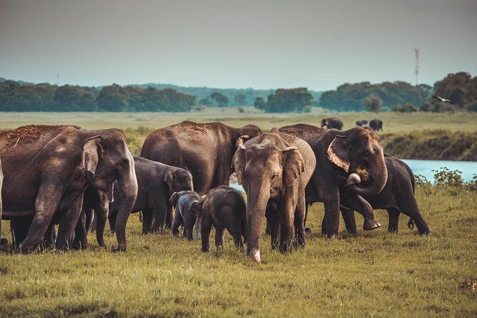 Colombo to Trincomalee Shuttle & Safari Drive - Who Would Benefit Most from This Tour?