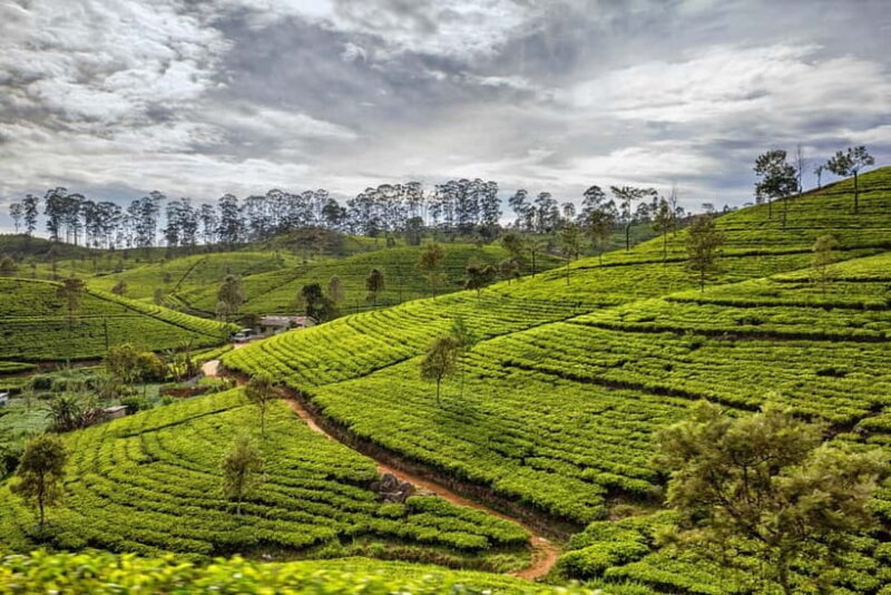 Colombo to Yala via Sigiriya, Kandy Private 4-Day Tour - FAQs