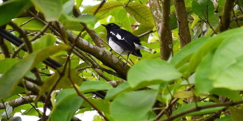 Colombo: Water rafting, Bird Watching, Village & Rainforest - Key Points