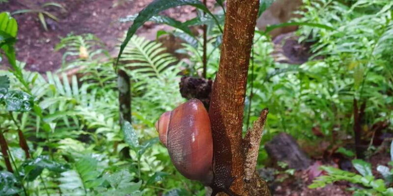 Colombo: Water rafting, Bird Watching, Village & Rainforest - FAQs