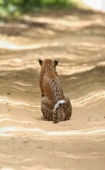 Colombo:Anuradhapura & Wilpattu Safari All Inclusive Tour - Key Points