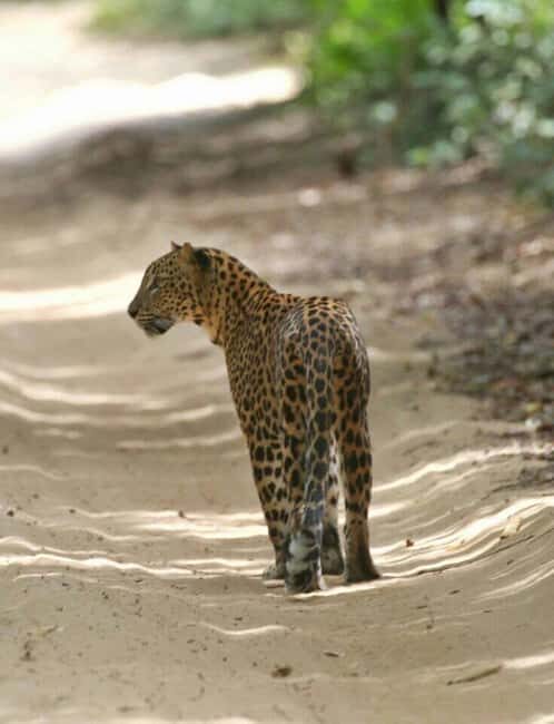 Colombo:Anuradhapura & Wilpattu Safari All Inclusive Tour - Practical Considerations and Tips