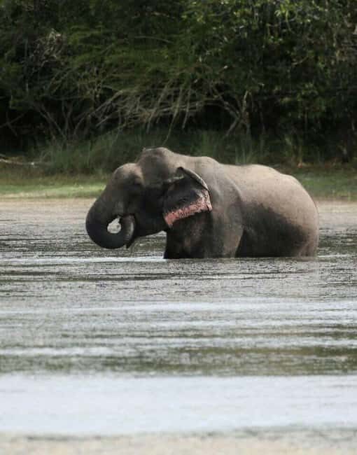 Colombo:Anuradhapura & Wilpattu Safari All Inclusive Tour - Price and Value Analysis