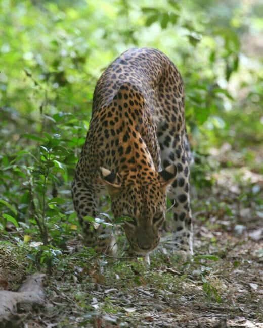 Colombo:Anuradhapura & Wilpattu Safari All Inclusive Tour - Who Is This Tour Best For?