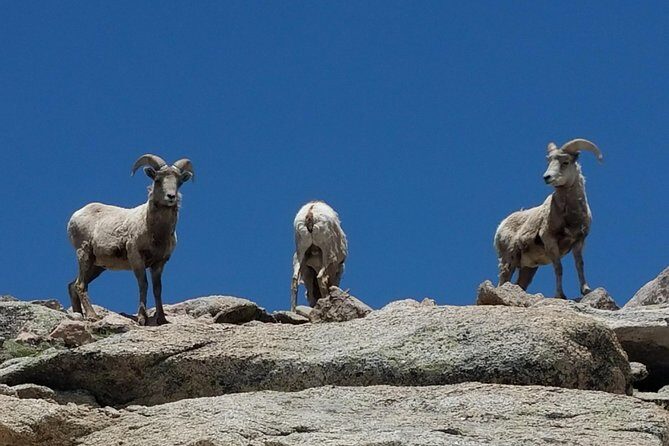 Colorado Gold Rush Mountain and Mine Half-Day Tour from Denver - Exploring Historic Central City and Ghost Towns