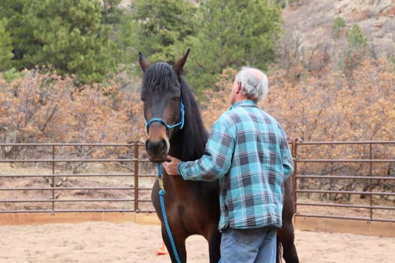Colorado Springs: Mindfulness with Rescue Mustangs - An Honest Look at the Experience