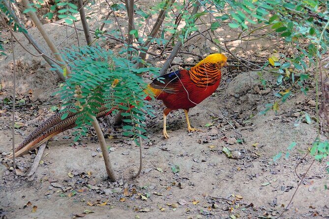 Colorful Species Of Birds - Exploring the Itinerary: What Can You Expect?