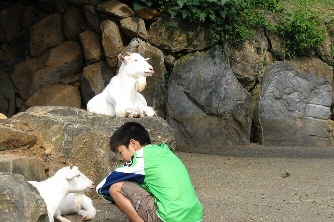 Colors of Japan, Fukuoka Nokonoshima Island Park & Wagyu BBQ - Authenticity and Family-Friendly Nature