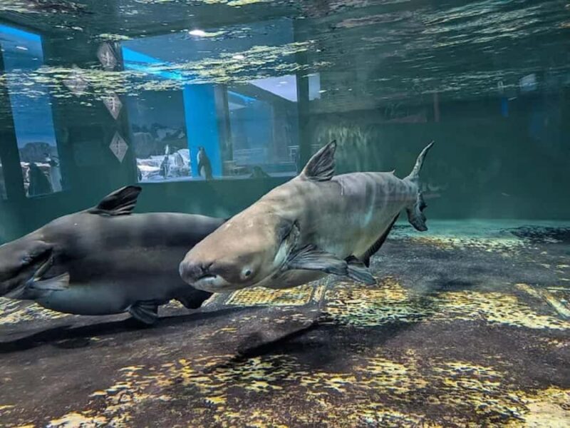 Colors of the Sea Nagasaki Penguin Aquarium & Coastal Walk - Introduction: An Experience of Penguin Playfulness and Coastal Calm