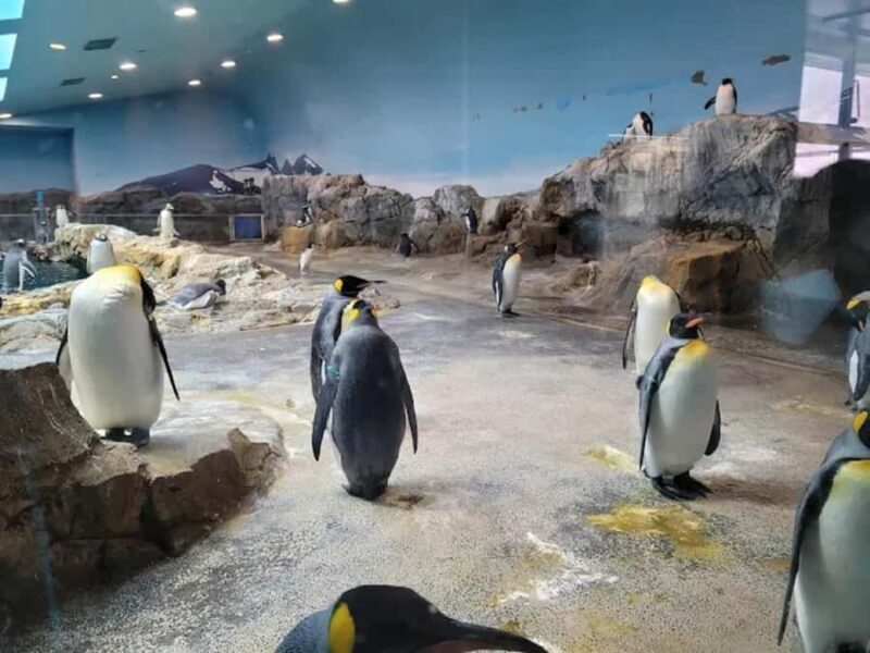 Colors of the Sea Nagasaki Penguin Aquarium & Coastal Walk - Analyzing the Value