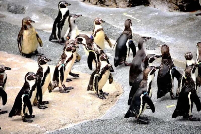 Colors of the Sea Nagasaki Penguin Aquarium & Coastal Walk - Who Should Consider This Tour?