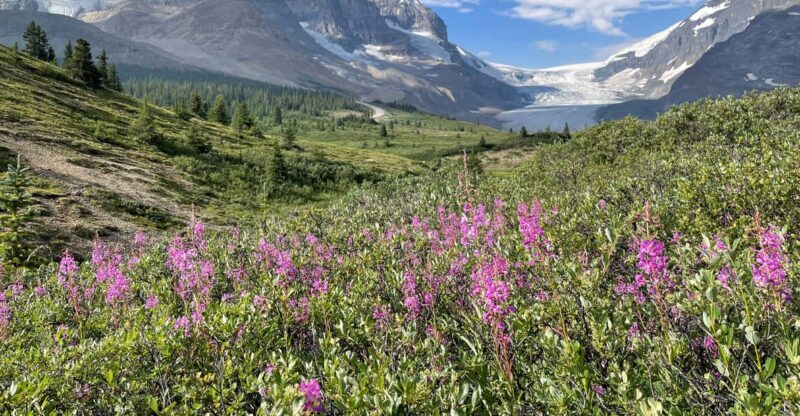 Columbia Icefield: Guided Glacier Hike - Cost and Value