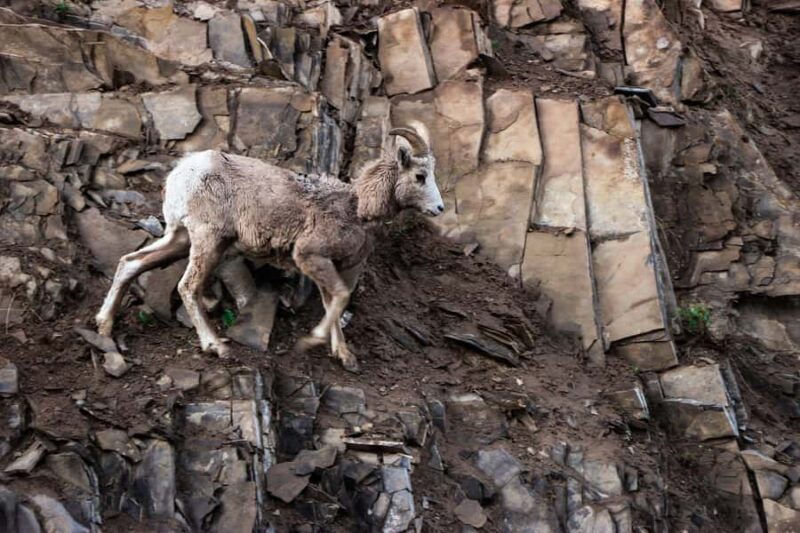 Columbia Icefield, Skywalk, Crowfoot Glacier, and Lakes Tour - The Sum Up