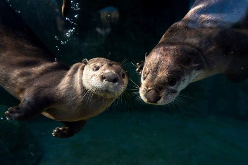 Columbus, OH: Columbus Zoo and Aquarium Entry Ticket - FAQ