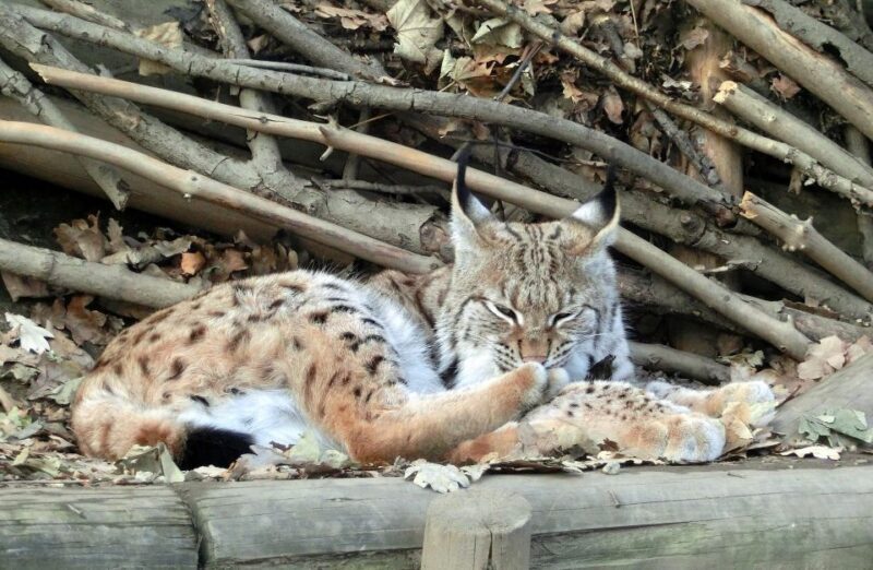 Combi Entrance Ticket to Alpine Zoo and Hungerburg - Key Points