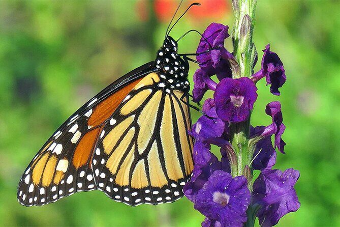 Combination: Argyle Waterfall & Tropical Garden with Hummingbirds - Key Points