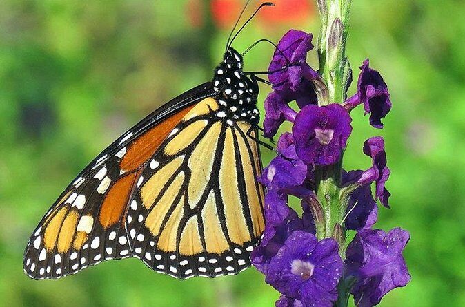Combination: Argyle Waterfall & Tropical Garden with Hummingbirds - Who Should Book This Tour?