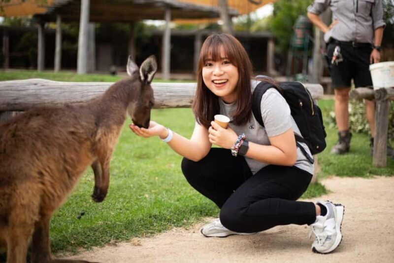 Combo: Blue Mountain Tour + Sydney Hop-on-Hop-off Bus Ticket - Authenticity and Practical Tips