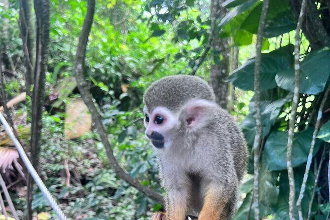 Combo: Buggy and Monkeys in Puerto Plata Group Adventure - Why This Tour Works for Different Types of Travelers
