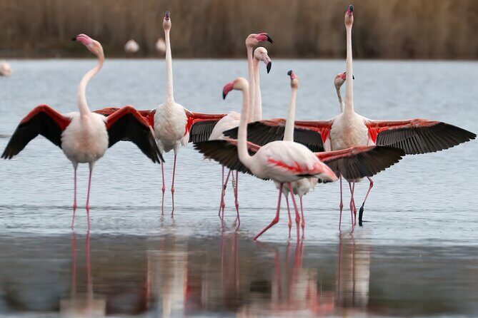 Combo: Cagliari Old Town and the Oasis of Flamingos - Frequently Asked Questions