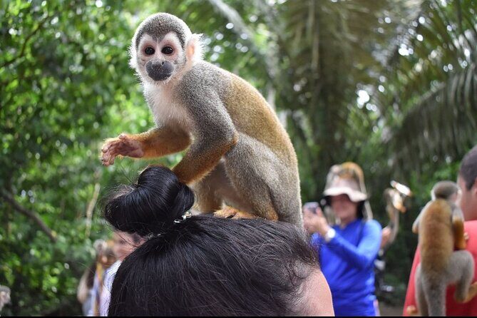Combo : Damajagua and Monkey Sanctuary with Typical Lunch - Real Traveler Insights