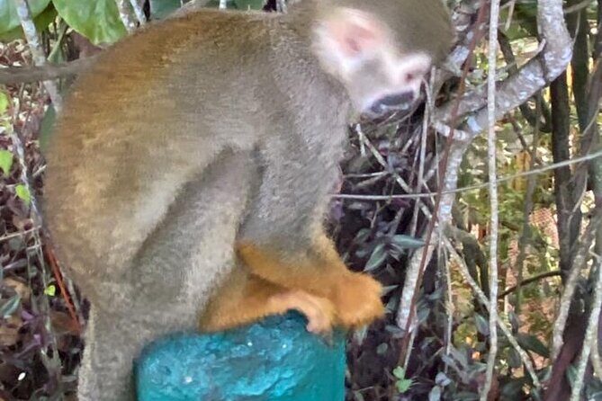 Combo : Damajagua and Monkeys Group Tour in Puerto Plata - The Sum Up