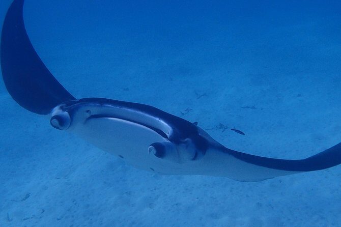 Combo Diving and Snorkeling Full Day Tour - The Sum Up: Is It Worth the Price?