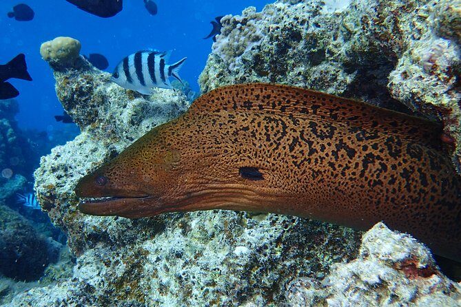 Combo Diving and Snorkeling Full Day Tour - FAQ