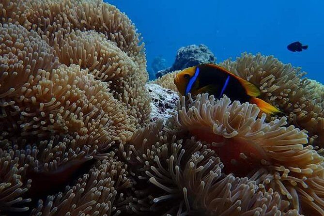 Combo Diving and Snorkeling Half-Day Tour - Practical Considerations
