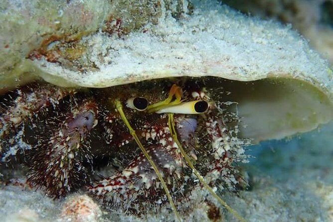 Combo Diving and Snorkeling Half-Day Tour - Final Thoughts: Is This Tour Right for You?