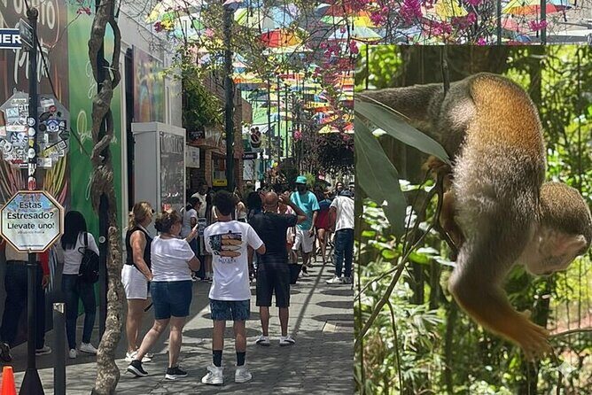 Combo : of Monkeys and Historical City Tour - Exploring the Monkey Sanctuary: A Respectful Encounter with Local Wildlife