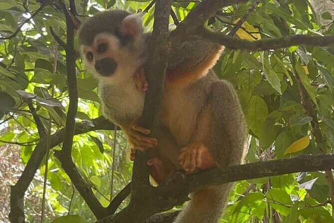 Combo : of Monkeys and Historical City Tour - Is This Tour Worth It?