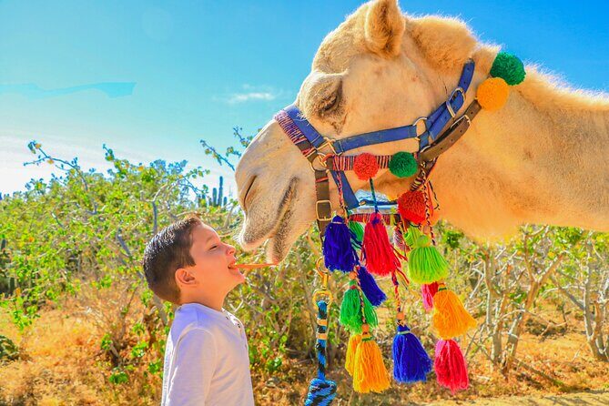 Combo Off Road 4x4 UTV Camel Ride Lunch and Tequila Tasting - Final Thoughts: Who Will Love This Tour?
