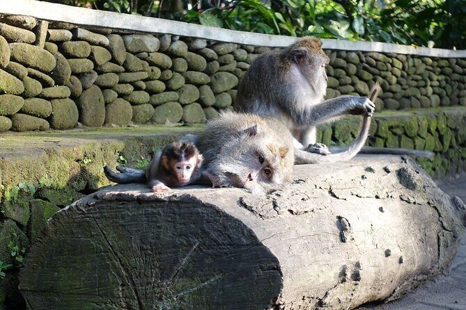 COMBO PACKAGE: Ayung River Rafting and Ubud Tour - The Transport and Convenience