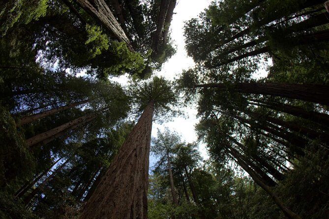 Combo Small-Group Tour: SF City plus Muir Woods & Sausalito - The Value of the Experience