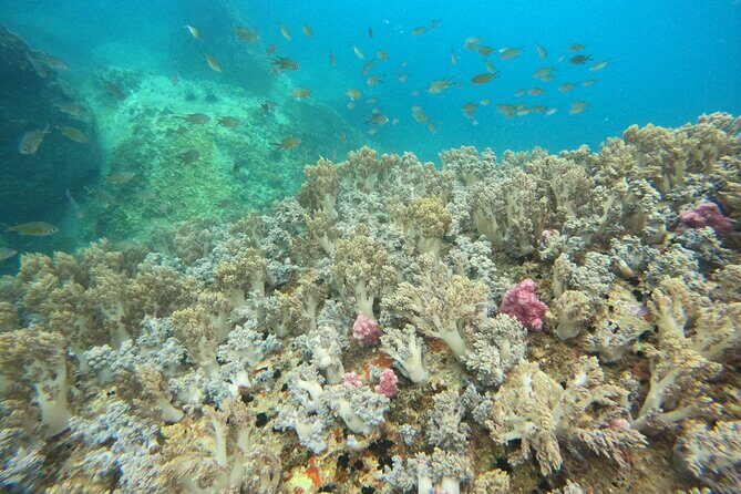 Combo Speedboat Hon Tam Mud Bath With Buffet Lunch - Introduction