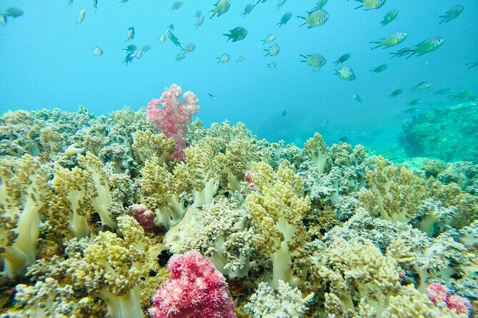 Combo Speedboat Hon Tam Mud Bath With Buffet Lunch - Key Points