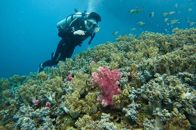 Combo Speedboat Hon Tam Mud Bath With Buffet Lunch - The Logistics: How it Works