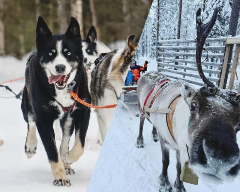 Combo TourHusky and Reindeer Sledding Ride in Levi - Introducing the Husky and Reindeer Sledding Combo in Levi