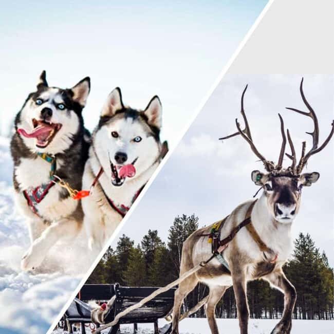 Combo TourHusky and Reindeer Sledding Ride in Levi - Experiencing Lapland’s Winter Wonderland